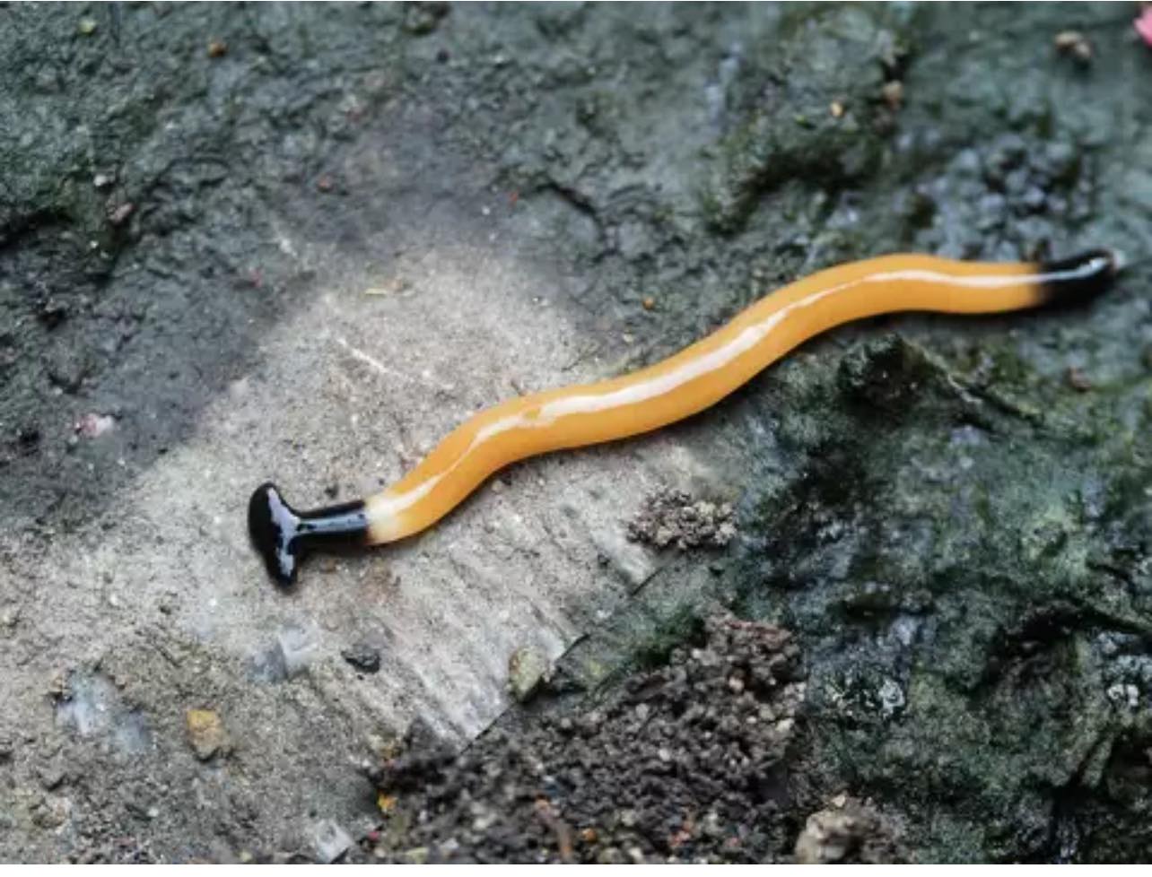 WARNING! Texas Worm is Lethal! Protect Home When Gone